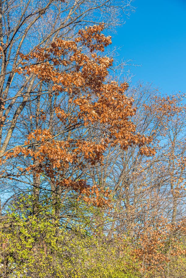 Fall trees in park stock image. Image of urban, tree - 227007831