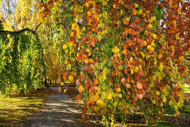 Fall Trees Path through Autumn Park Stock Photo - Image of bright ...