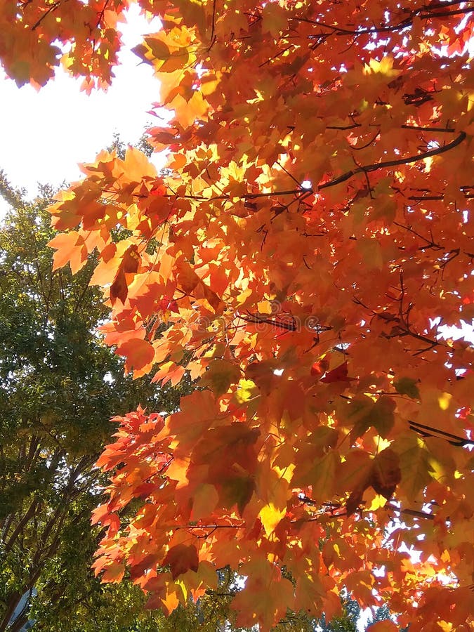 Fall trees stock image. Image of trees, colors, fall - 133516187