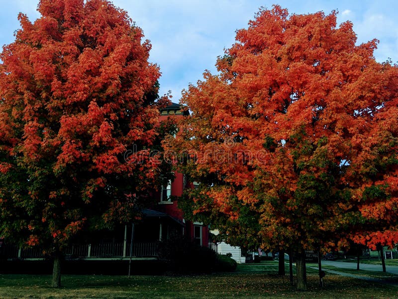 Fall trees, pretty leaves stock photo. Image of pretty - 198382652