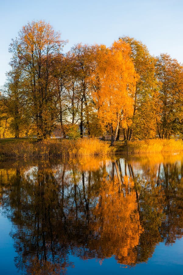 Fall Trees Reflection in Water Stock Image - Image of golden, pond ... Fall Trees Reflection in Water Stock Image - Image of golden, pond ...