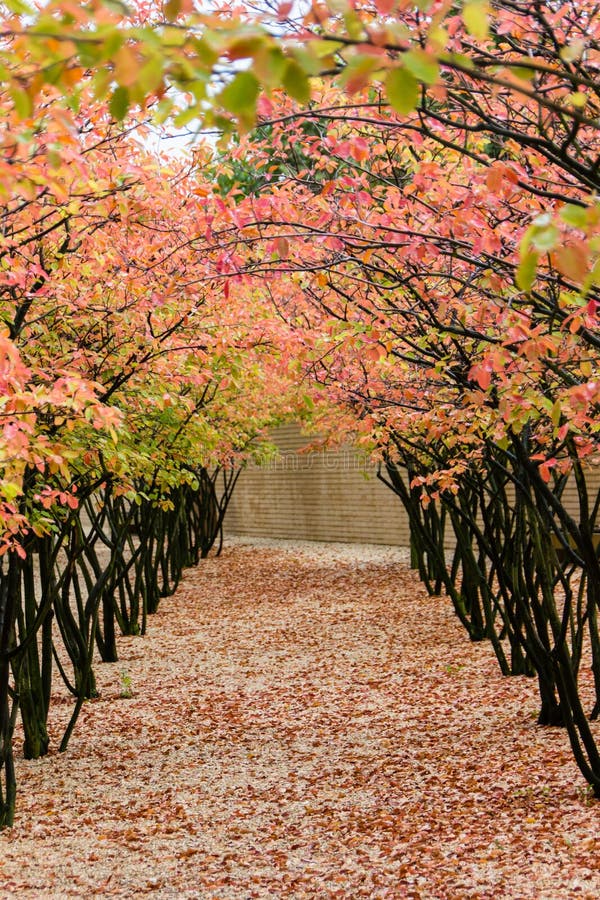 Fall Trees in a Row stock photo. Image of autumn, empty - 28879008