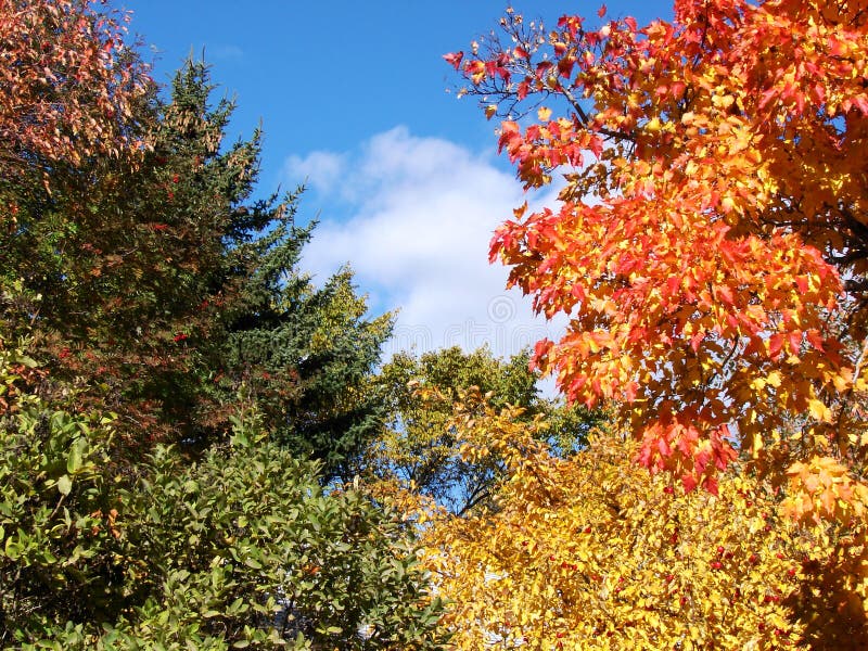 Fall Trees and Sky stock image. Image of maple, color - 3351271