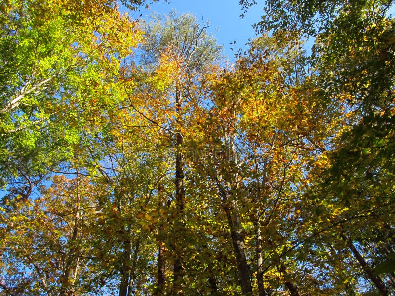 Fall Trees at the Start of Fall Stock Image - Image of touch, forest ...