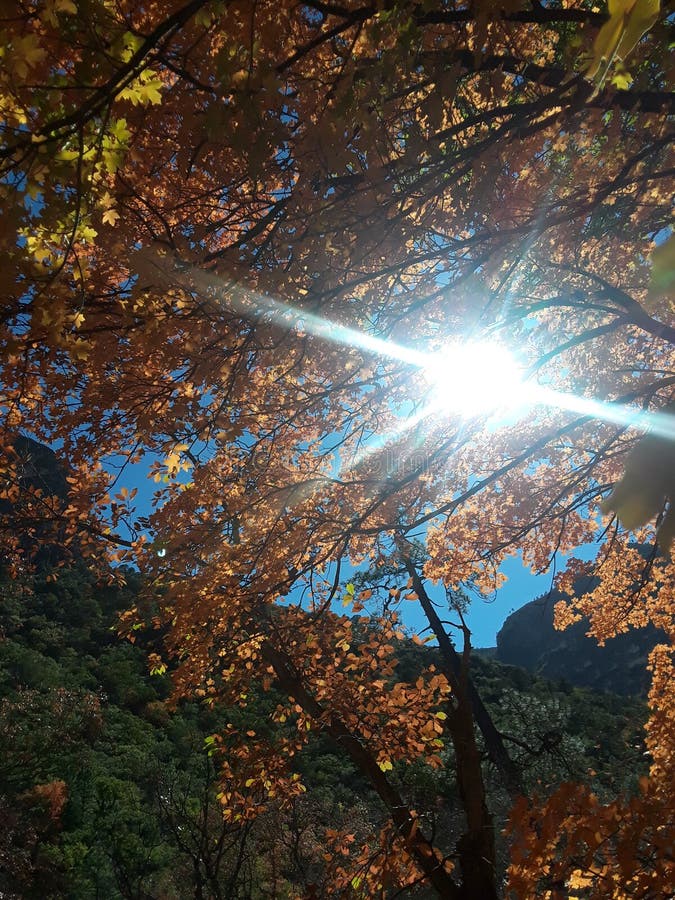 Fall trees and sunshine stock photo. Image of orange - 168241310
