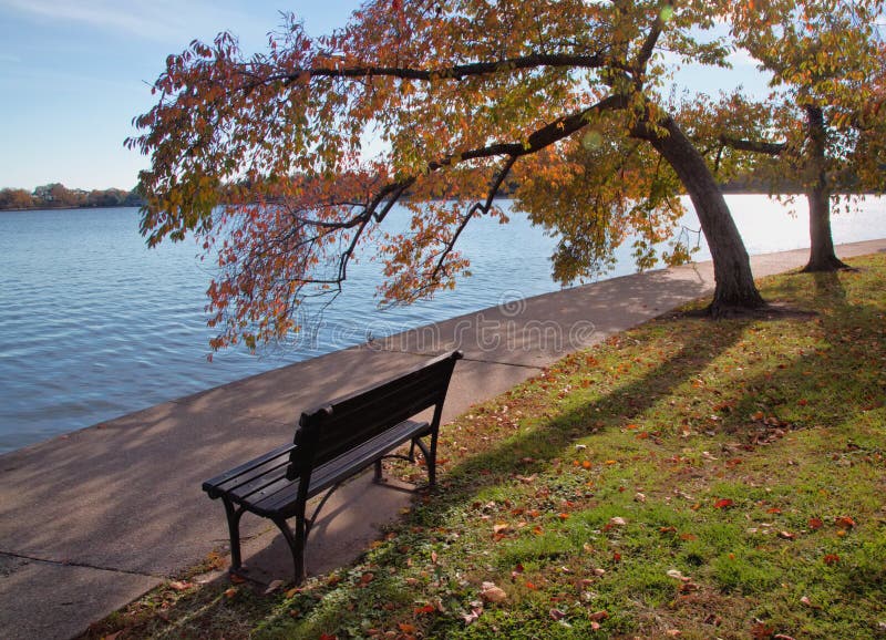 Fall trees at tidal basin stock photo. Image of colorful - 80582658