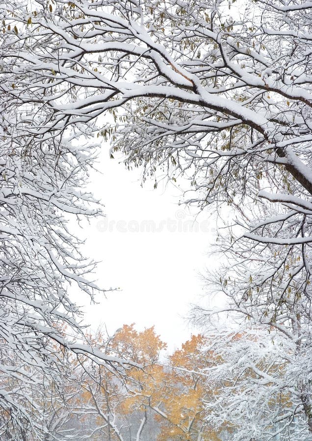Fir trees under the Snow stock image. Image of winterday - 321271