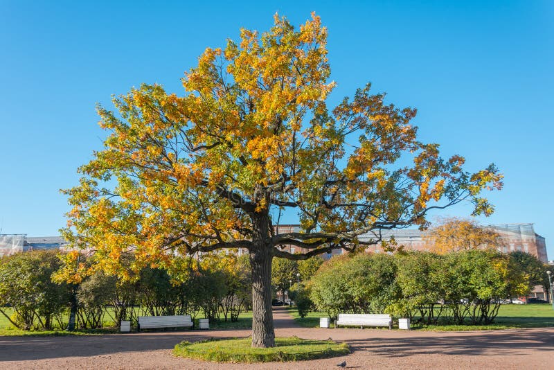 Fall Trees with Yellowed Foliage in Sunny October Park Stock Photo ...