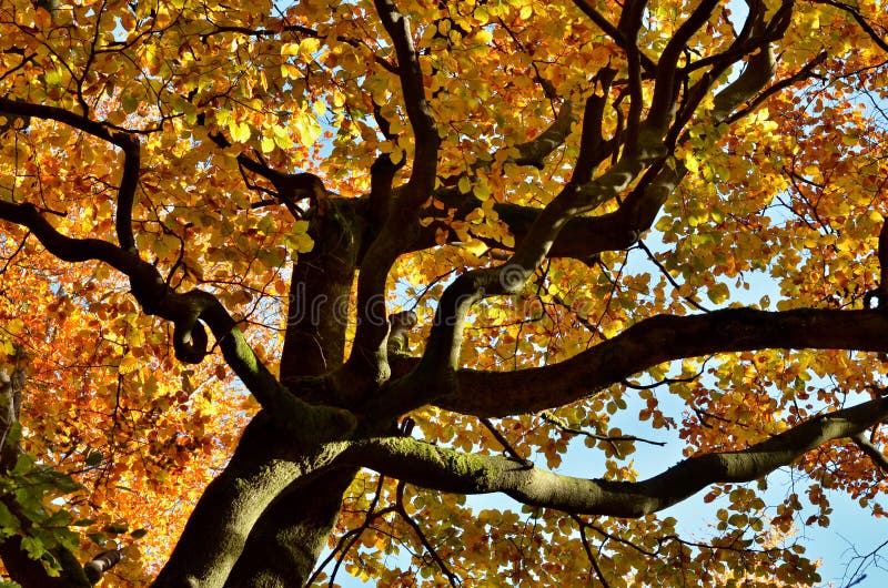 Fall stock image. Image of beech, life, great, photosythesis - 101929107