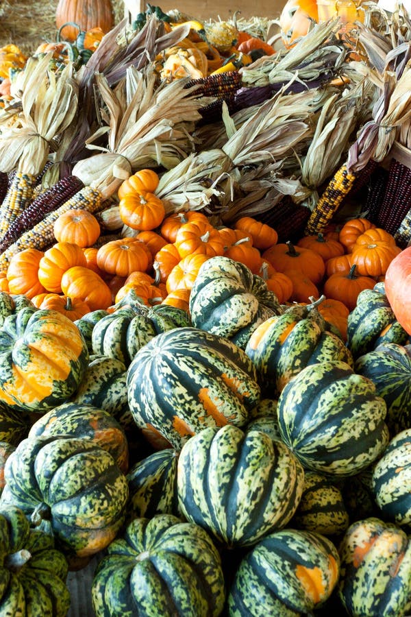 Fall Vegetables 2 stock photo. Image of october, november - 21523360