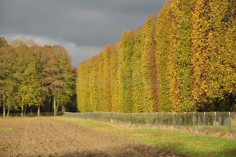 Fall in Versailles stock image. Image of yellow, leaves - 35606823