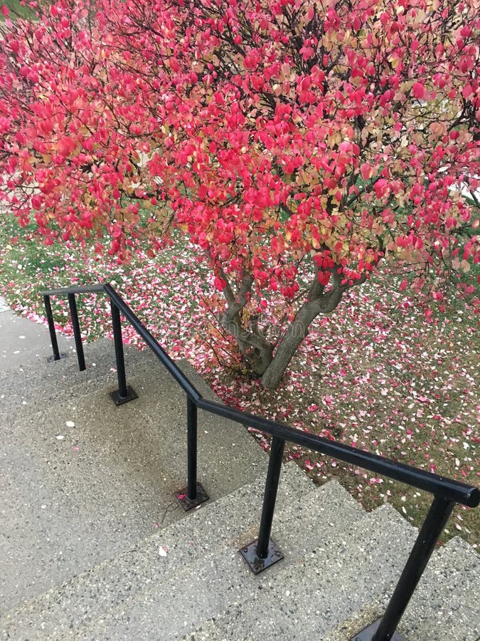 Fall vibes stock photo. Image of fall, colour, tree, vibes - 85322466