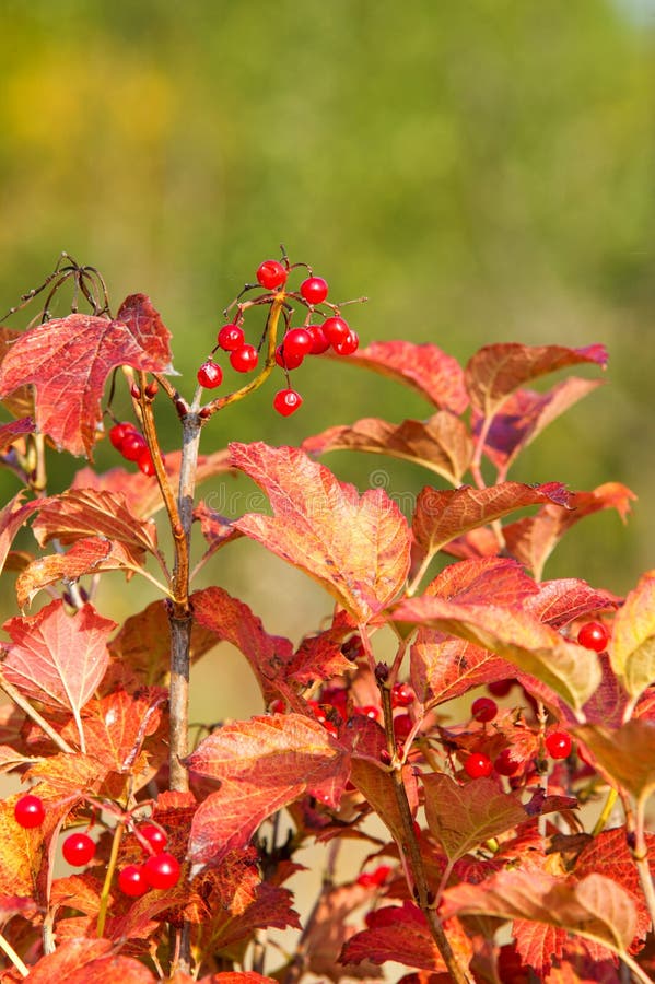 Fall viburnum stock image. Image of garden, frozen, forest - 122197211