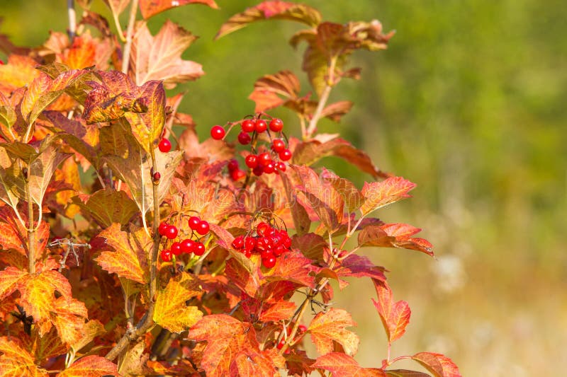 Fall viburnum stock photo. Image of fruit, bunch, harvest - 122197278
