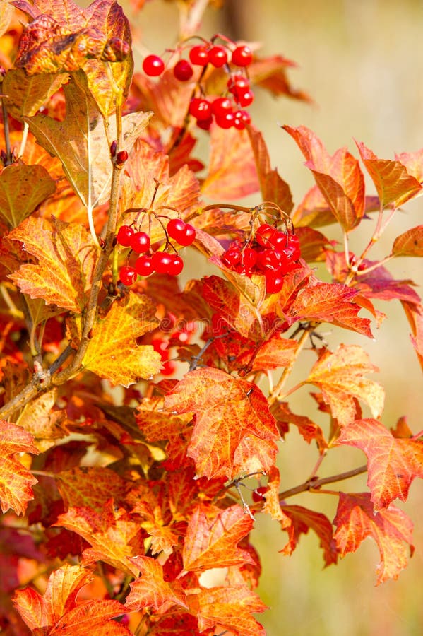 Fall viburnum stock photo. Image of health, frost, beautiful - 122197326