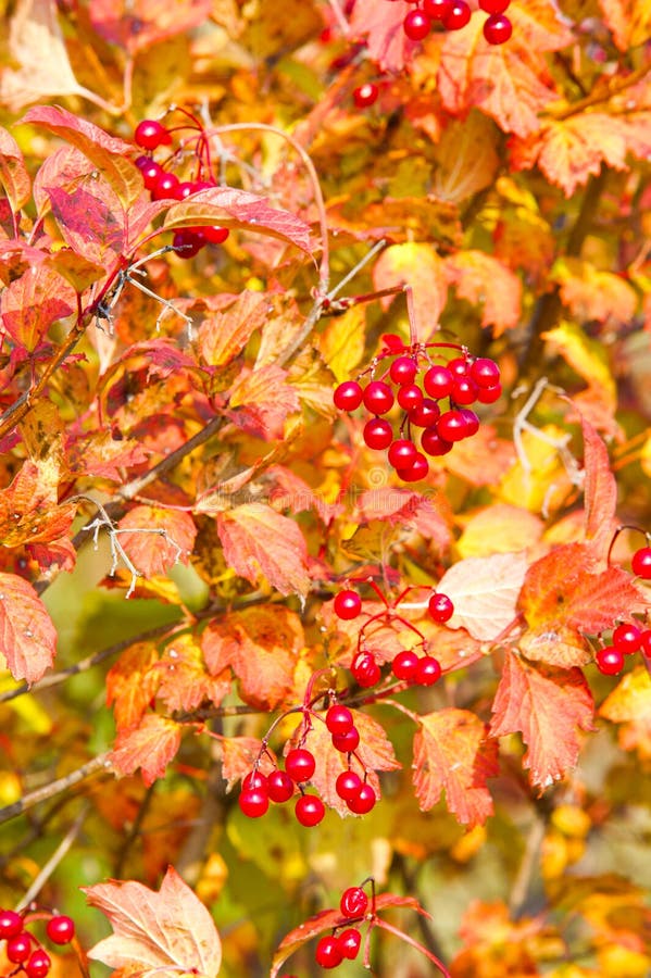 Fall viburnum stock photo. Image of frozen, branch, harvest - 122200202