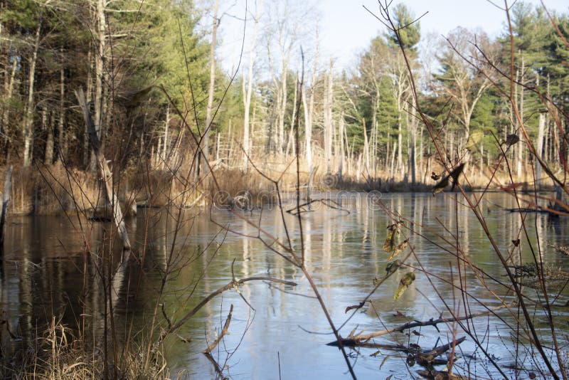 Pondnpond Stock Photos - Free & Royalty-Free Stock Photos from Dreamstime