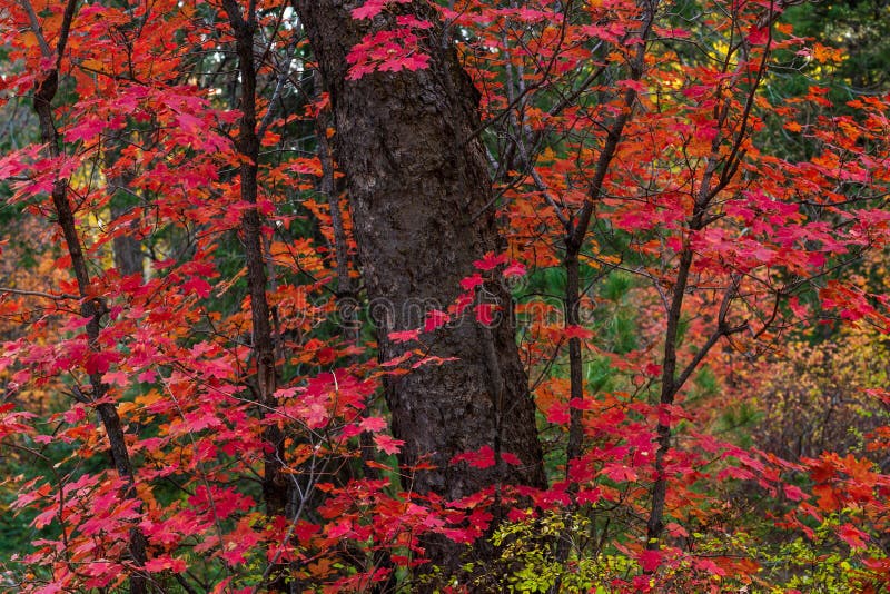 1,837 Vine Maple Tree Stock Photos - Free & Royalty-Free Stock Photos ...