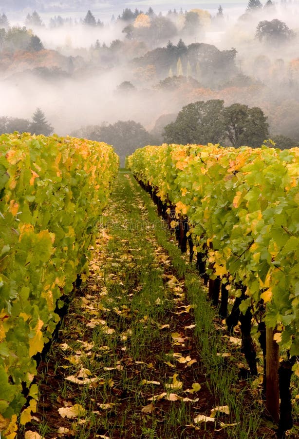 Fall Vineyard stock photo. Image of beauty, nature, seasonal - 2020818