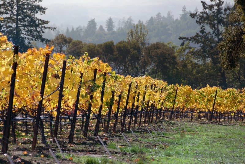 Fall Vineyard stock image. Image of golden, head, zinfandel - 3754117