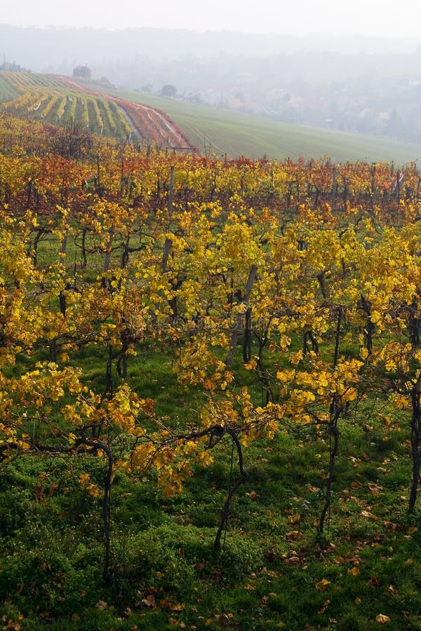 Fall Vineyard stock photo. Image of beauty, nature, seasonal - 2020818
