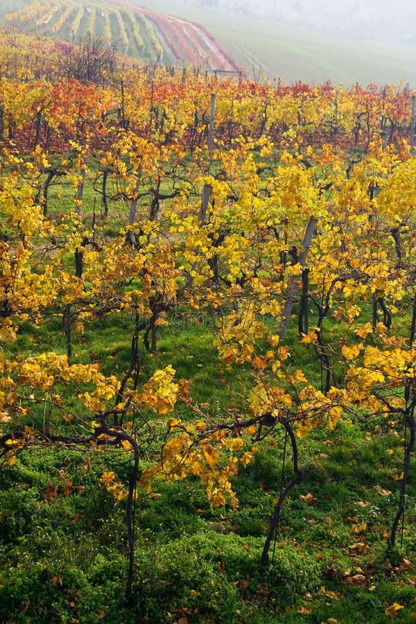 Fall Vineyard stock photo. Image of beauty, nature, seasonal - 2020818