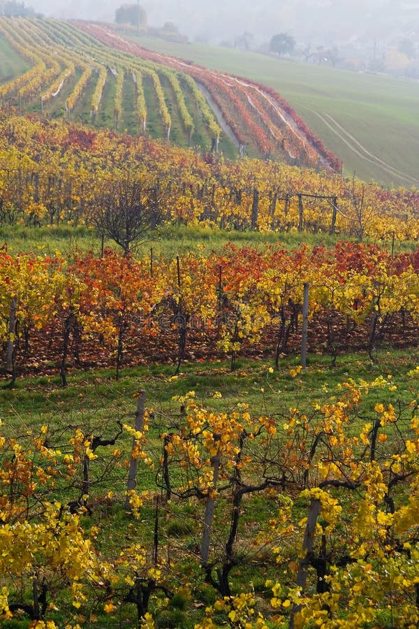 Fall Vineyard stock photo. Image of beauty, nature, seasonal - 2020818