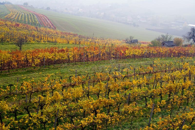 The fall vineyard stock photo. Image of color, colourful - 7335304