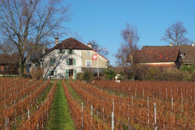 Vineyard and Winery Schloss Hersberg, Lake Constance, Bodensee Stock ...