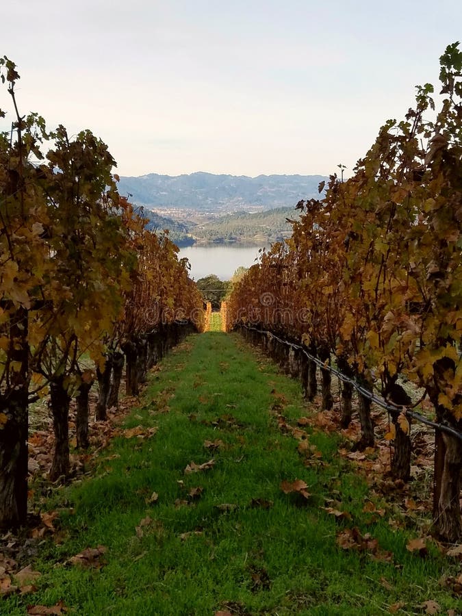 Fall in the vineyards stock photo. Image of soil, plantation - 261866602