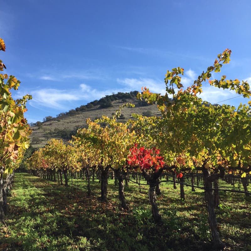 Fall in the Vineyards stock photo. Image of vineyards - 82366080