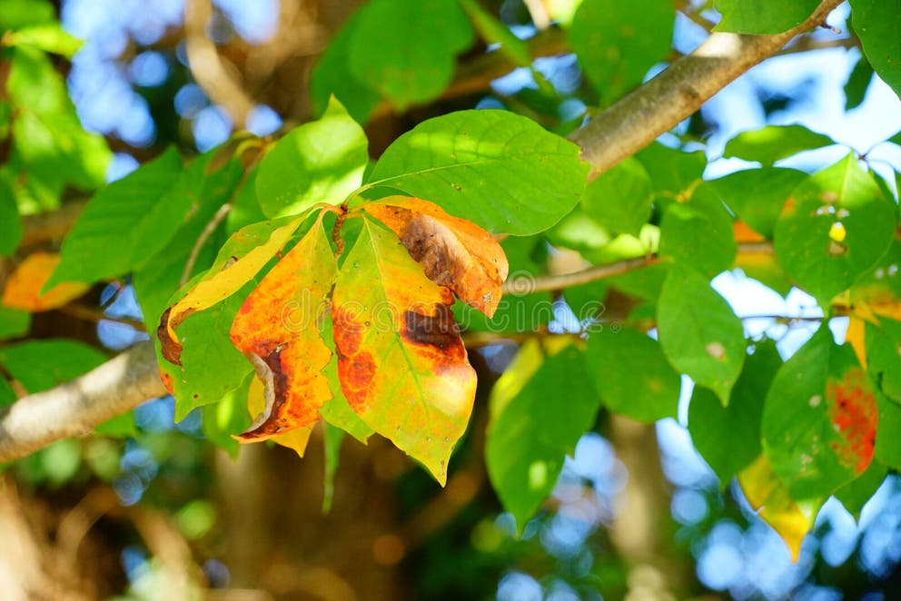 Fall of virginia stock photo. Image of nature, foliage - 134065438