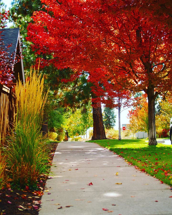 Fall stock photo. Image of sunlight, shrub, grass, outdoors - 101829318