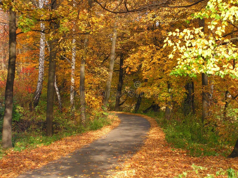 Fall Path, Horizontal stock image. Image of trees, seasonal - 324307