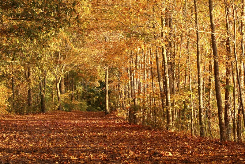 Fall walk stock photo. Image of september, hiking, landscape - 7025808