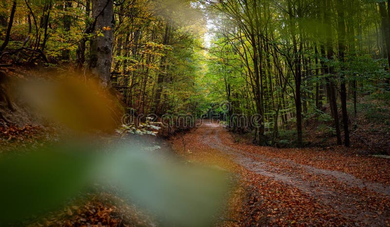 A fall walk stock photo. Image of jungle, reflection - 322283980