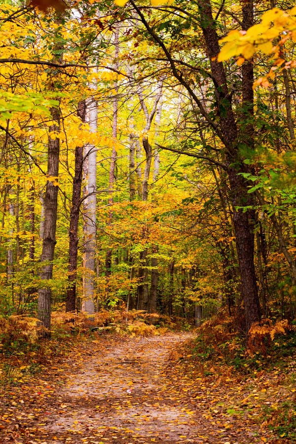 Fall Walk in the Woods stock image. Image of scenic - 261346015