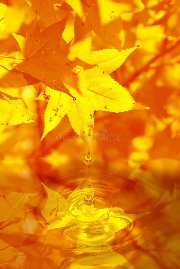 Fall water stock image. Image of colour, foliage, light - 10512397