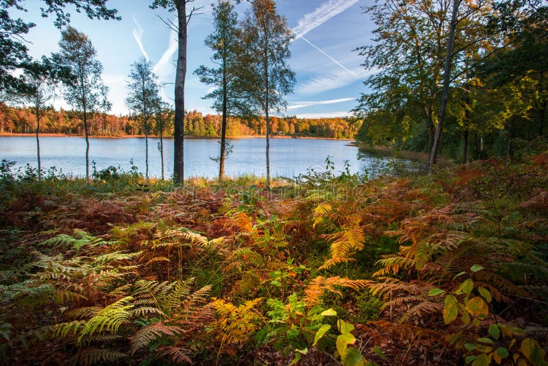 Fall is on the way stock image. Image of forest, footpath - 197268889
