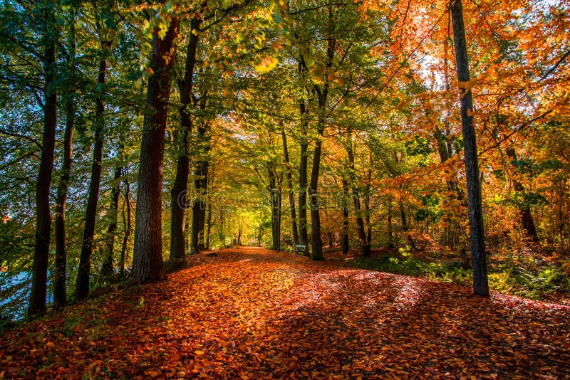 Fall is on the way stock image. Image of fall, countryside - 197269007