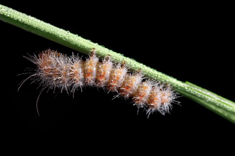 Fall Webworm with Worms Visible in Web Stock Photo - Image of growing ...