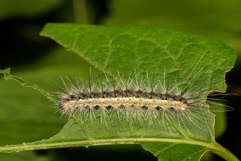472 Webworm Stock Photos - Free & Royalty-Free Stock Photos from Dreamstime