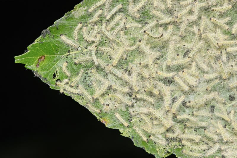 Fall Webworm (Hyphantria Cunea) Caterpillar Colony, Creating Webbed ...