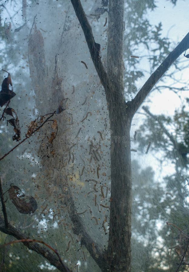 Fall Webworm - Hyphantria Cunea - Infestation of Nest on Persimmon Tree ...