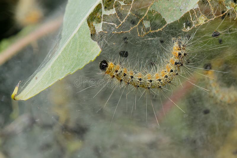 Fall Webworm Moth - Hyphantria Cunea Stock Image - Image of horizontal ...