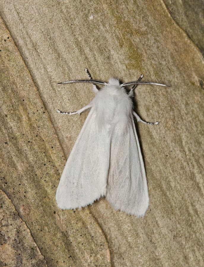 Fall Webworm Moth Hyphantria Cunea Insect on a Tree. Stock Image ...