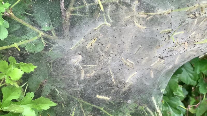 Fall Webworm Moth Larvea Nest Stock Footage - Video of detail ...