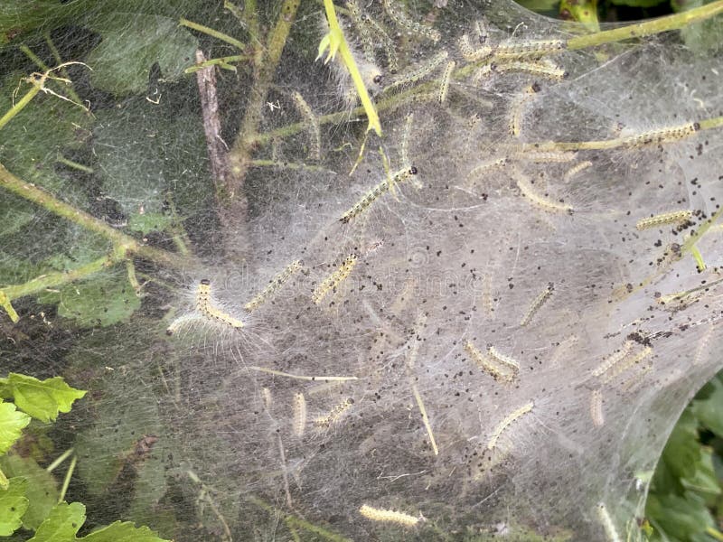 Fall webworm moth larvae stock photo. Image of insect - 193984170