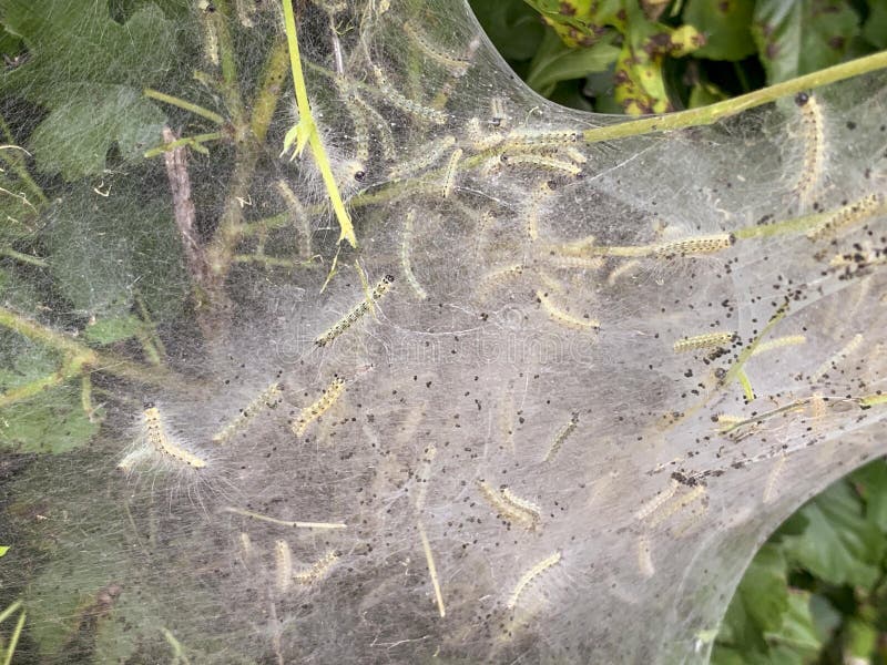 Fall webworm moth larvae stock photo. Image of pest - 193984178