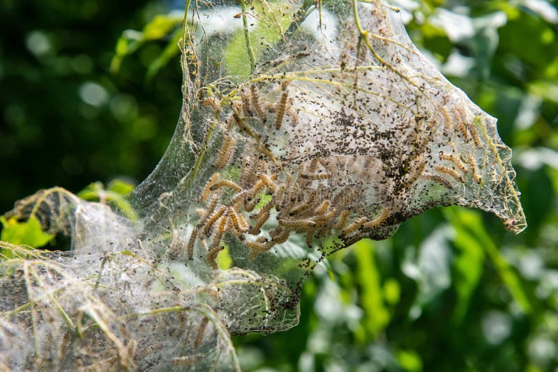 A Fall Webworm Nest on a Leafy Tree, Filled with Larvae. Stock Image ...